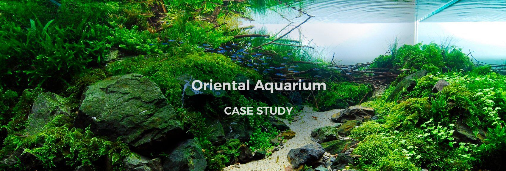Case study Oriental Aquarium | RAYPA