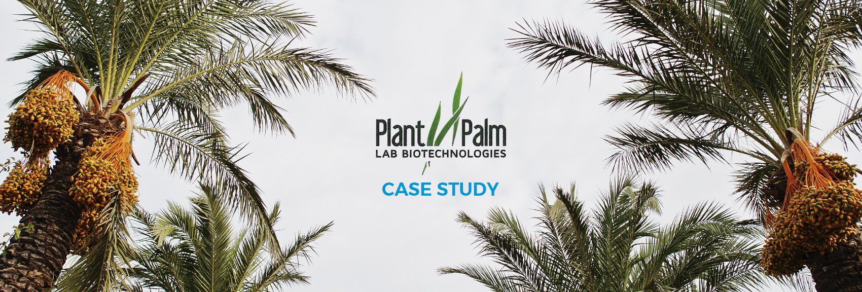 Plant & Palm Lab Biotechnologies Case Study | RAYPA